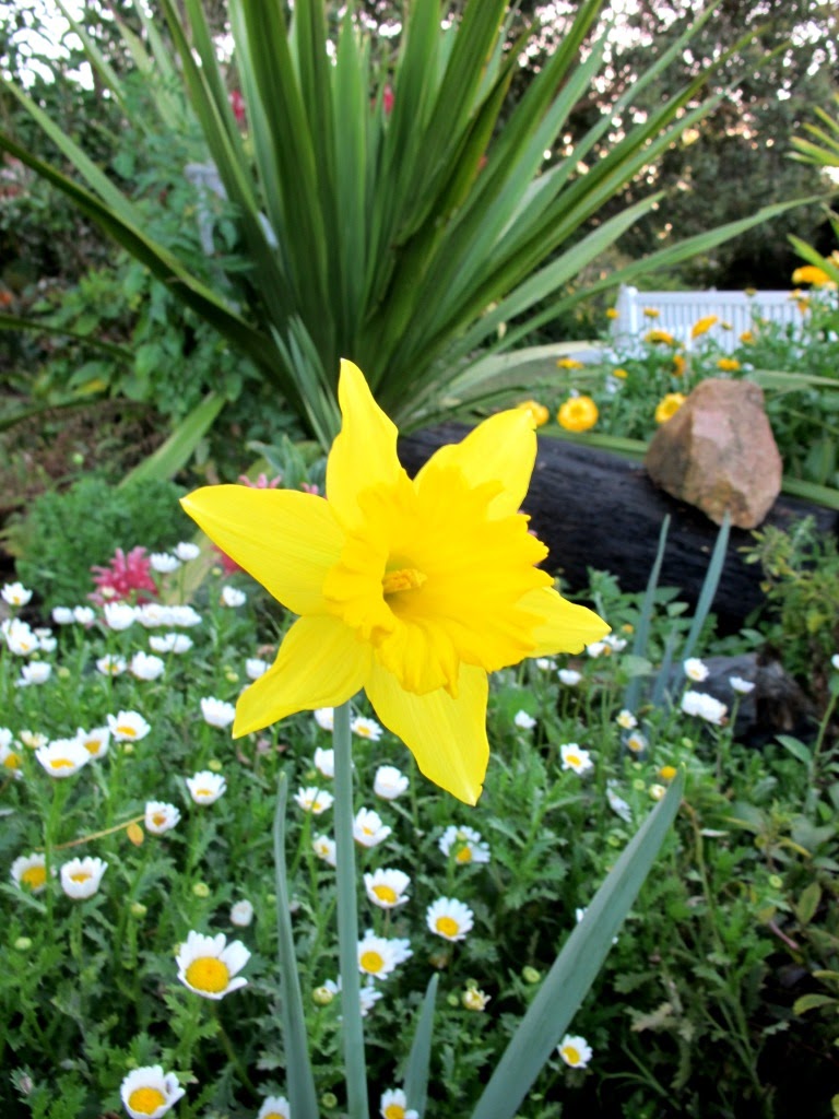 absolutely beautiful things: A Day for Daffodils