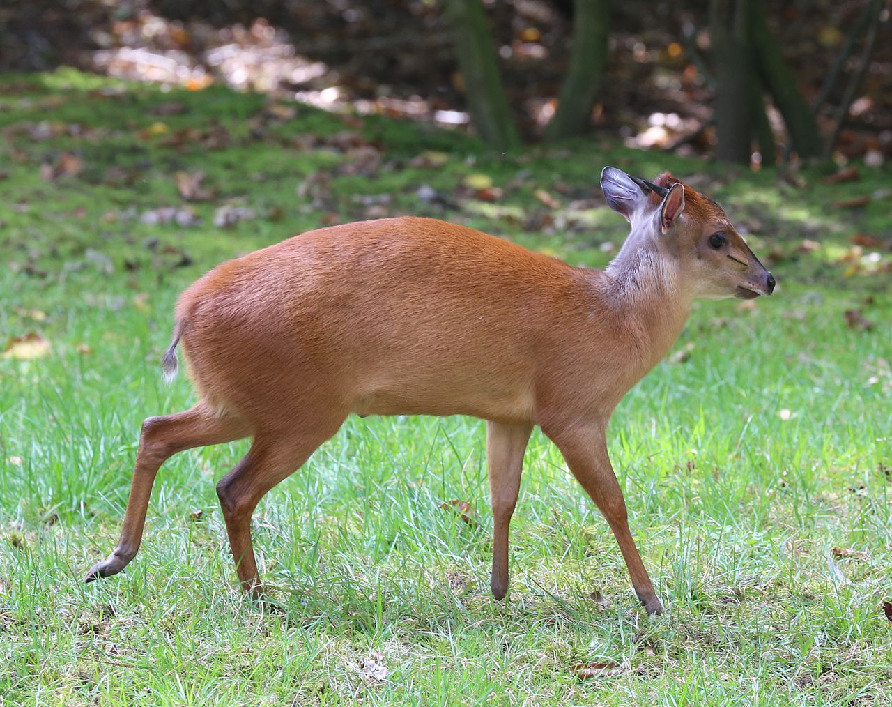 Criaturas Incríveis®: Cefalofinas | Duiker
