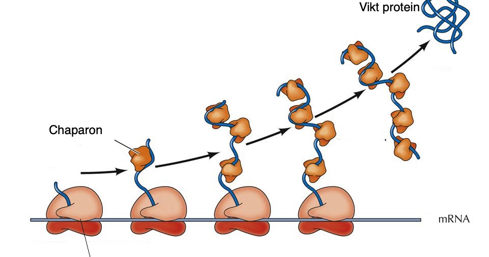 Hjärnfysik - en blogg om hjärnan och löpning: Ribosomer - cellens ...