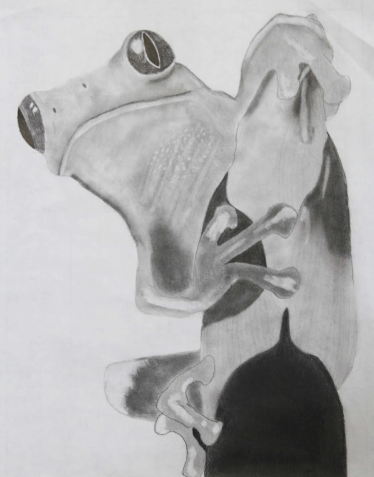Student Art: Graphite Animals