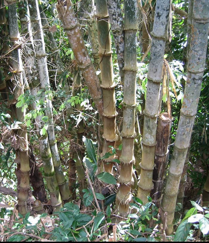 Mengenal Jenis Bambu dan Manfaatnya - Symphony Forestry