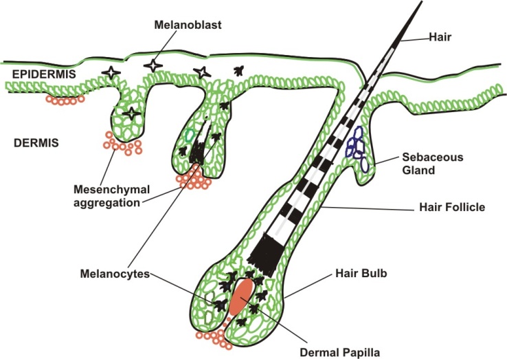 Bagaimana Proses Terbentuknya Rambut Uban ? - Jangan Di Share