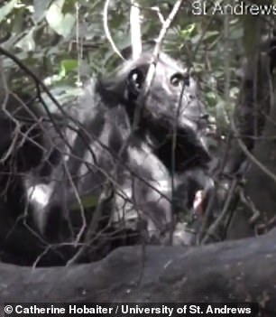 Chimps smack their lips together to talk to each other at almost the ...