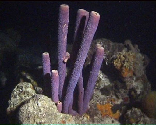 'ZIEN EN WETEN': SPONZEN.