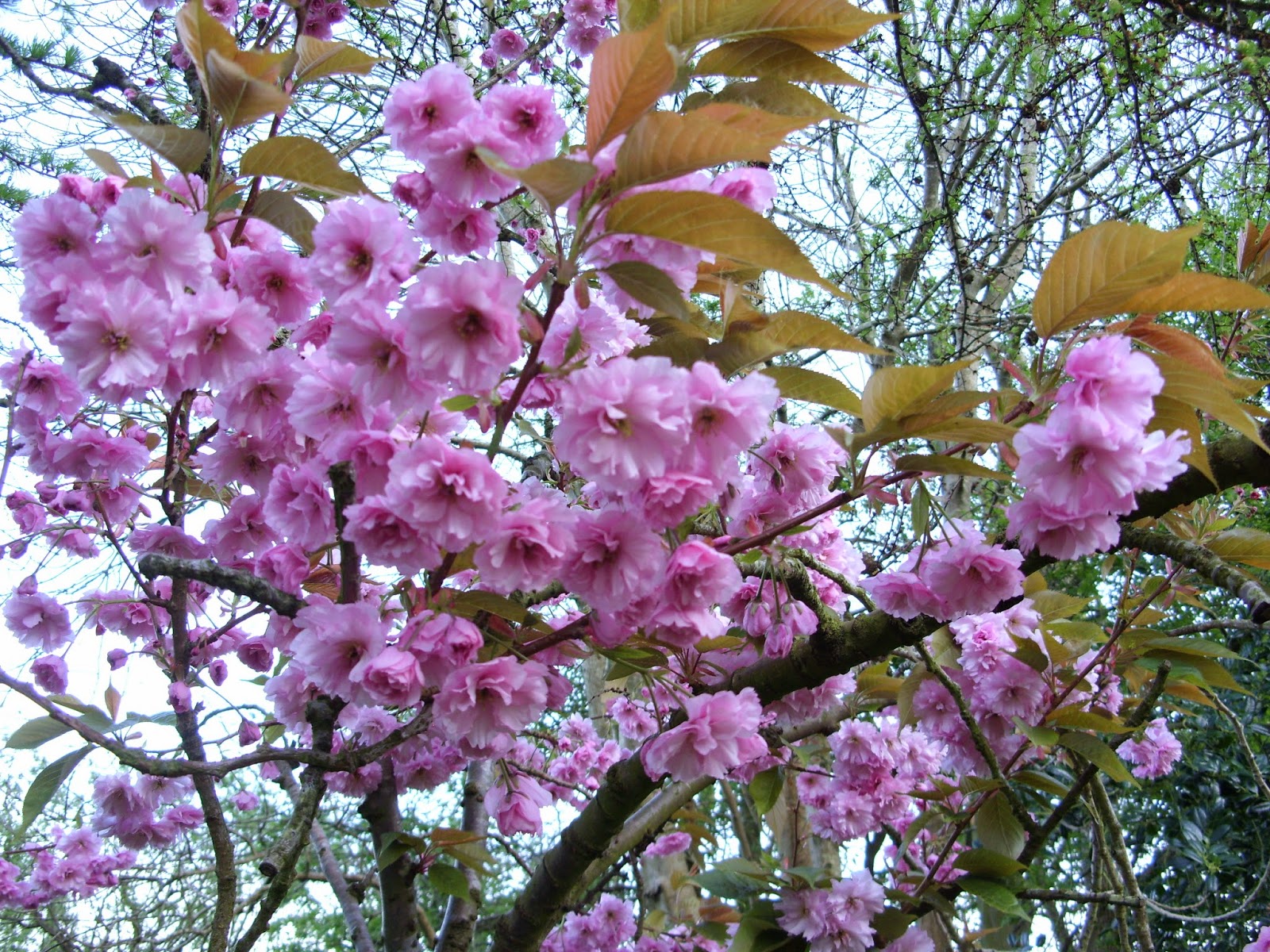 Kelli's Northern Ireland Garden: Ornamental Cherry Tree