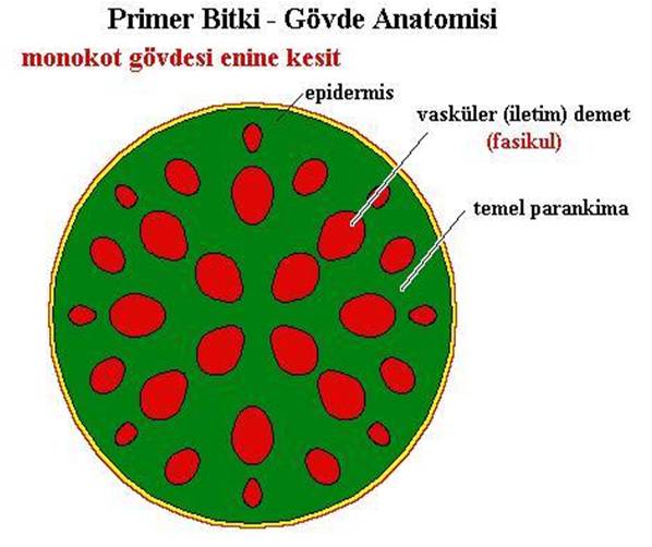 Biyoloji: Monokotil ve Dikotil Bitki anatomisi