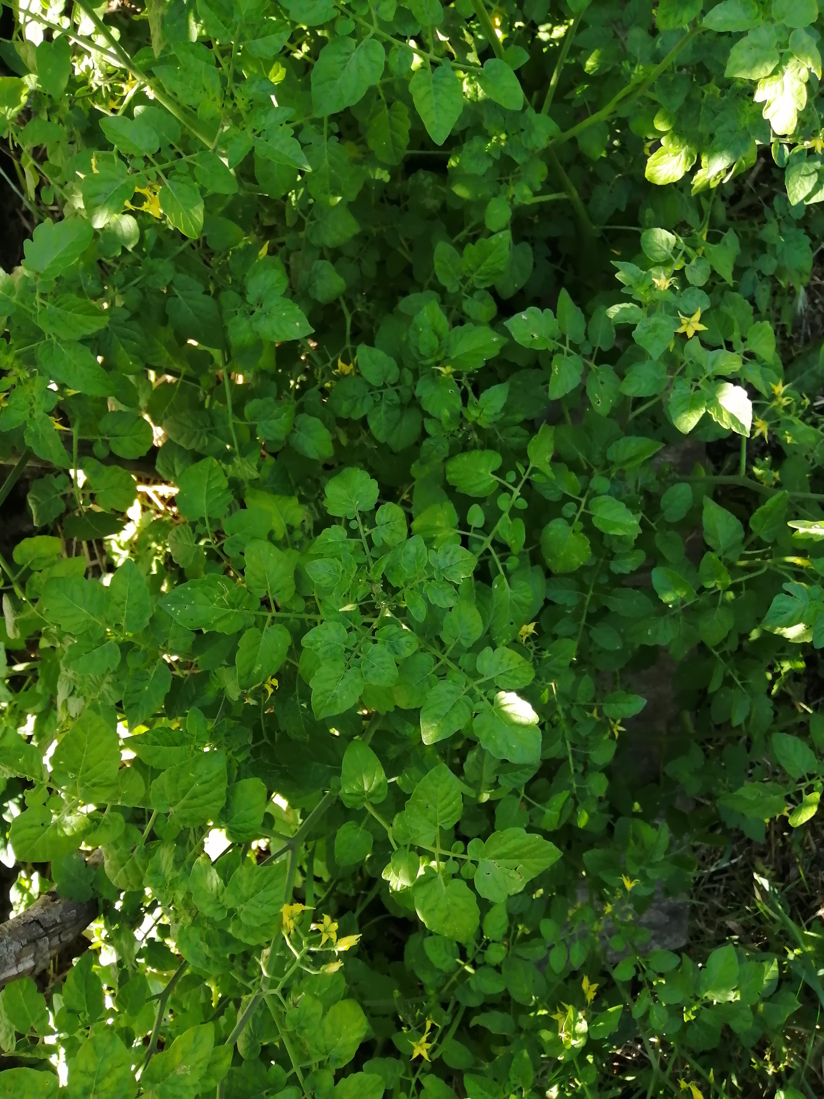 Balkan Ecology Project : Multi Grafted Apples , Currant Tomatoes ...