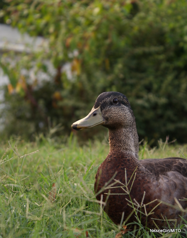 .My Thoughts In One.: August the Duck