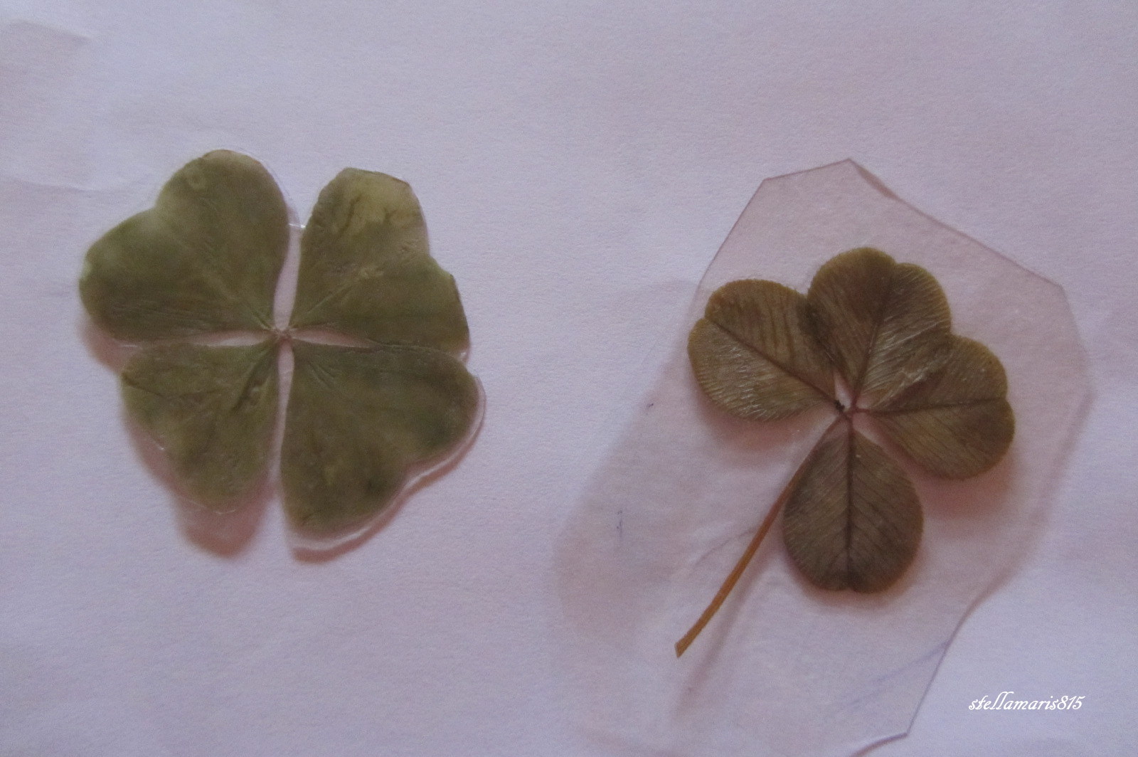 CITA CON LA VIDA: Y tú, ¿has encontrado alguna vez un trébol de cuatro ...