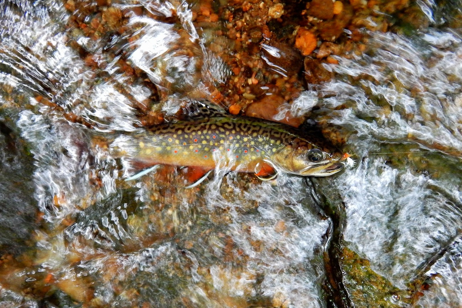Small Stream Reflections Blog - Brook Trout | Brook trout, Fly fishing ...