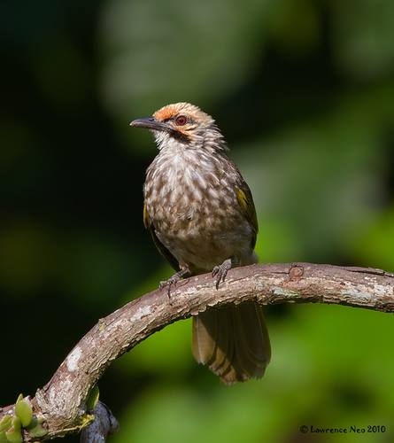 Mengenal Ciri-Ciri Burung Cucak Rowo / Rawa Lebih bersahabat - TIps ...