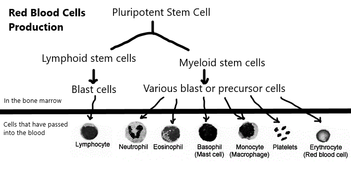 What is blood? | Medical Notes