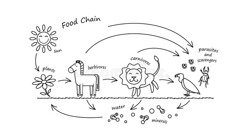 Food Chain Pictures For 7th Coloring Pages