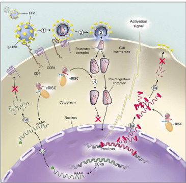 TERAPI GEN dengan siRNA pada HIV AIDS