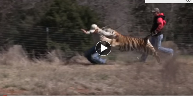 OMG - Tiger Got To Hunt - Watch This Video | Fancy Viral