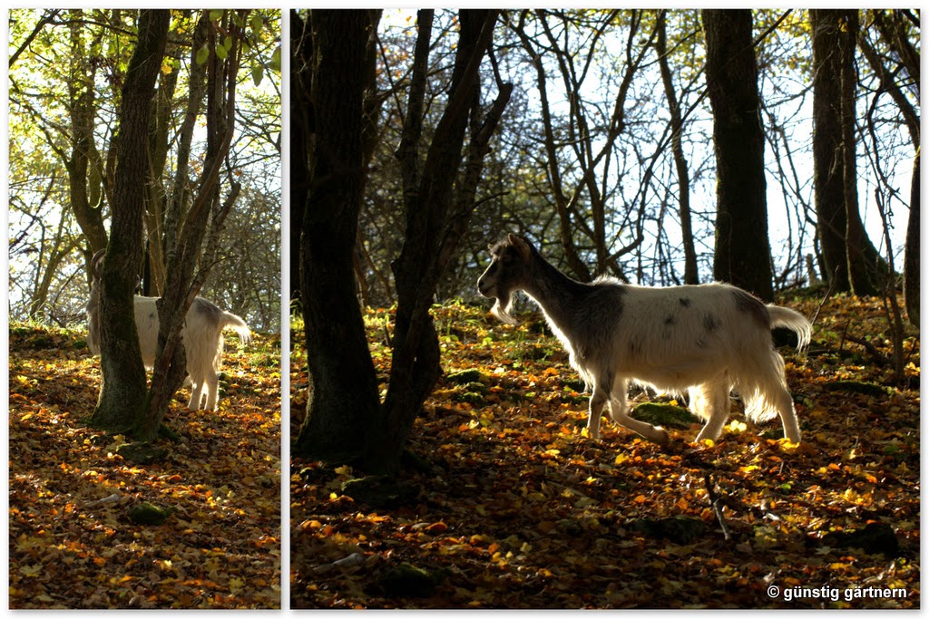 Günstig gärtnern: Der Bock als Gärtner