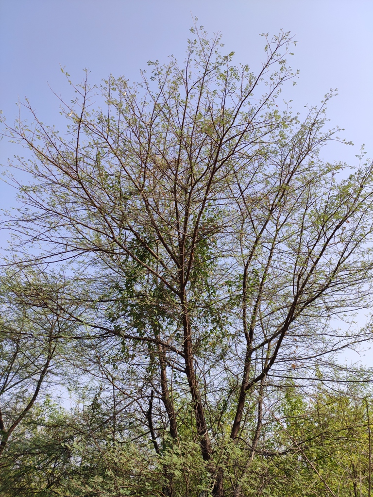 Fun with Babul tree pods,Bhopal