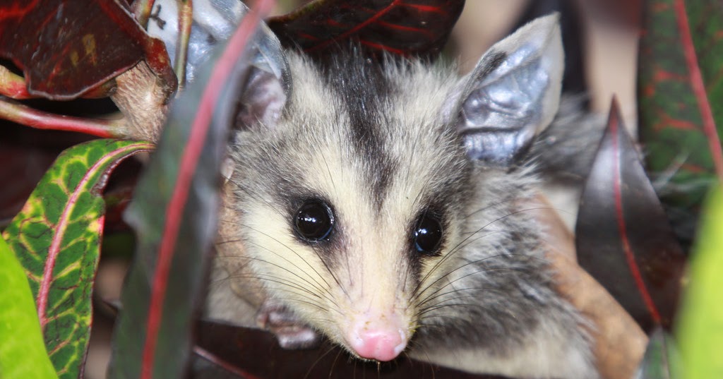 SABER CERRADO - PREALG/BPMA/PMDF - Arte Educação Ambiental e Segurança ...