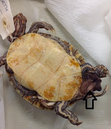 Biology of the Reptilia: Lab #2: Testudines (Nick Spies and Alex Murray)