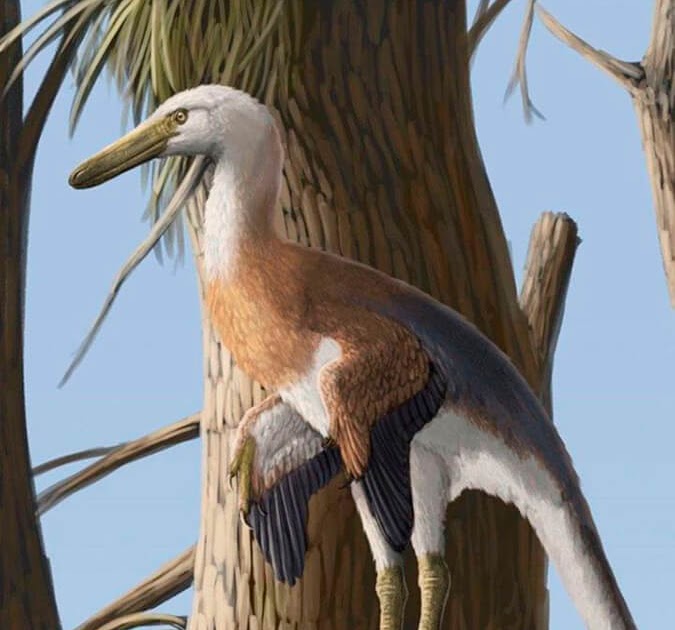 Mundo Pré-Histórico: Buitrerraptor