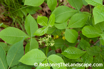 Restoring The Landscape With Native Plants: Native Plant of the Week ...