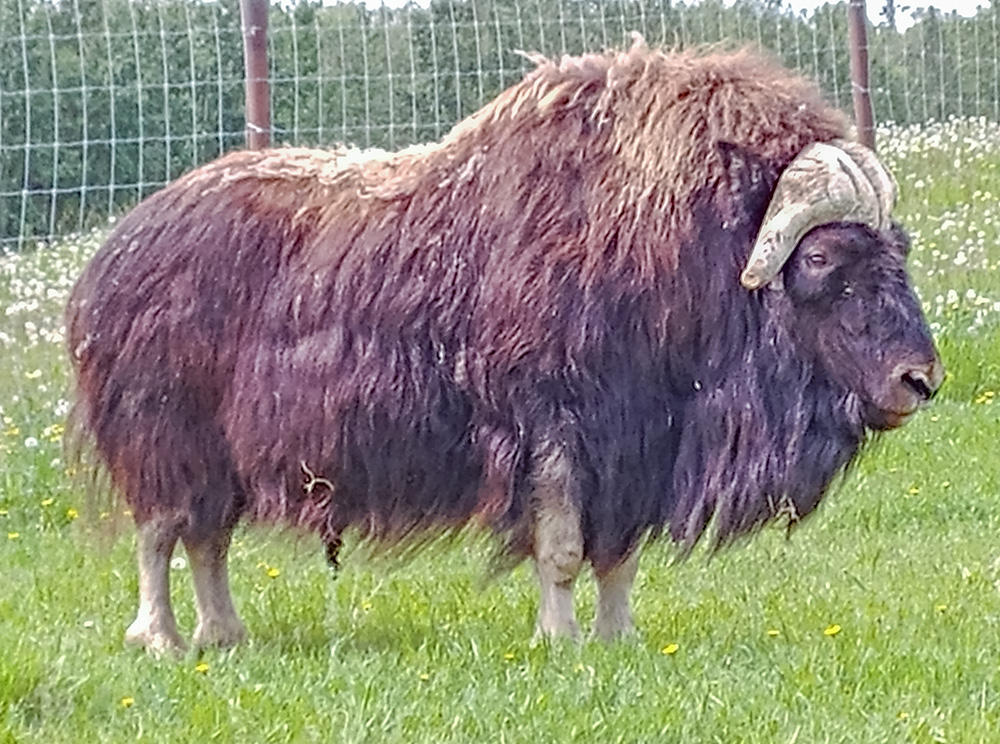 Merikay's Dream : Musk Ox Farm, and a Glacier