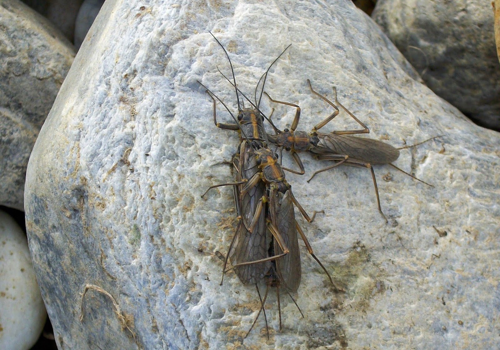 Jon Baiocchi Fly Fishing News: The Skwala Stonefly ~ Identification ...