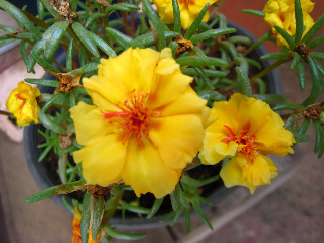 Flor Bella a las Once
