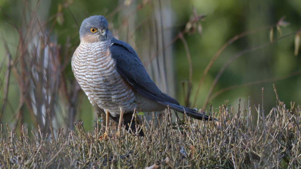 Outdoor Photography: Sperwer