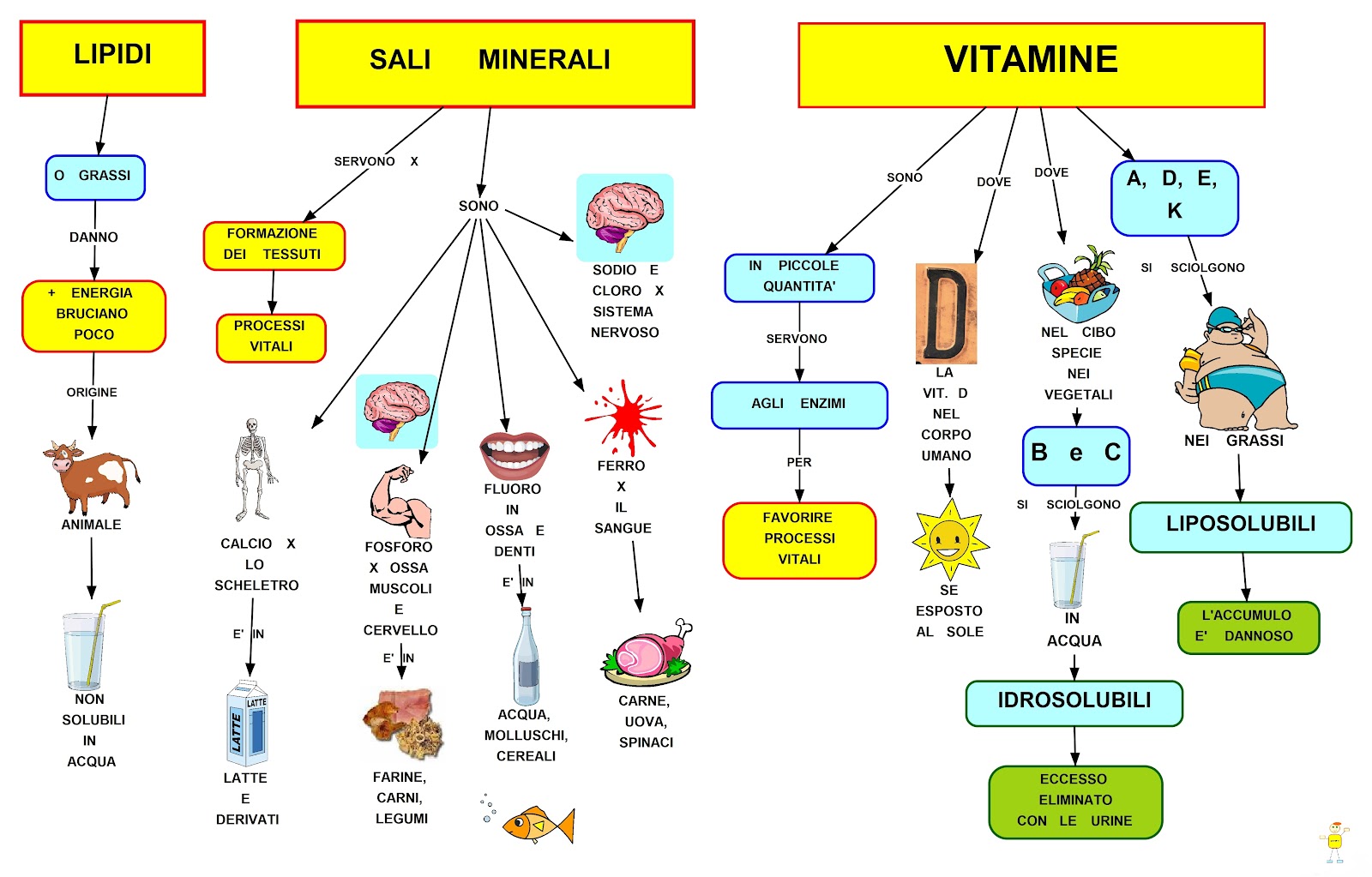 Mappa concettuale: lipidi, sali e vitamine • Scuolissima.com