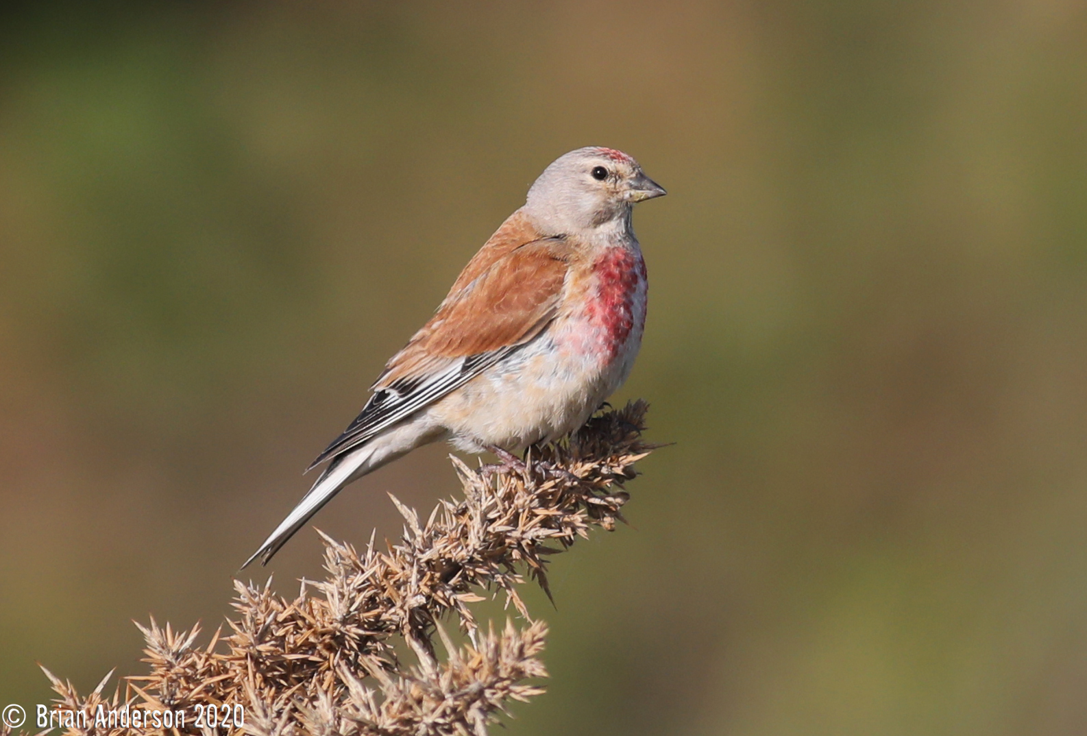 Brian's birding blog: Strange visit to Minsmere