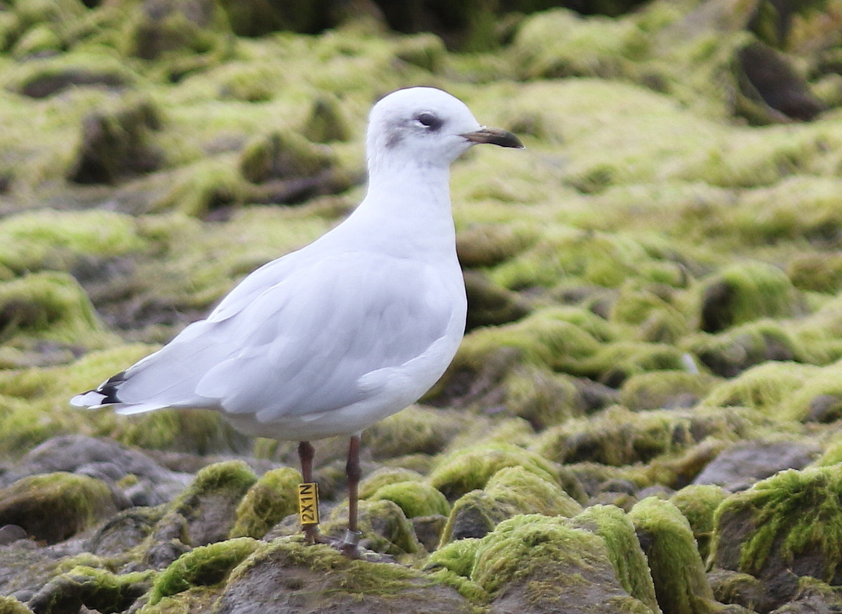 Kerry Birding: A wandering Med. Gull