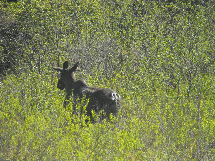 Grumbles and Grins by Karen Bessey Pease: Sisterhood of the Traveling Poo