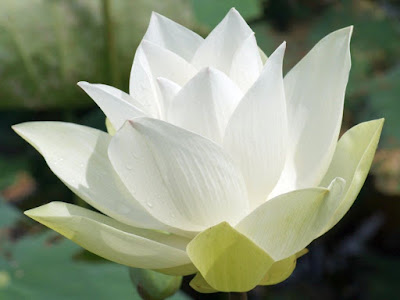 2021 Vasantha Utsavam at Arunachaleswarar Temple - ARUNACHALA GRACE