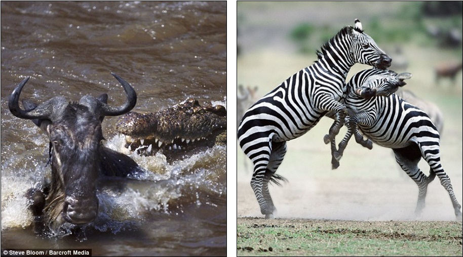 The animal zone: Conflict of interest: Remarkable photographs which ...