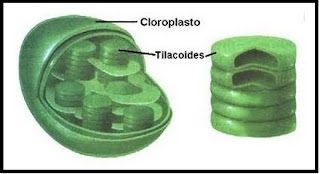 Fisiologia Vegetal: Fotossíntese