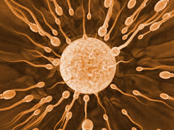 Educacion Primaria 2015: Gametos femeninos y masculinos