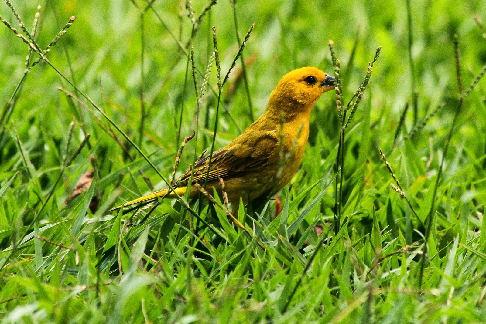 Nuestro bello mundo...: Aves del Parque del Este, Caracas, Fotos ...