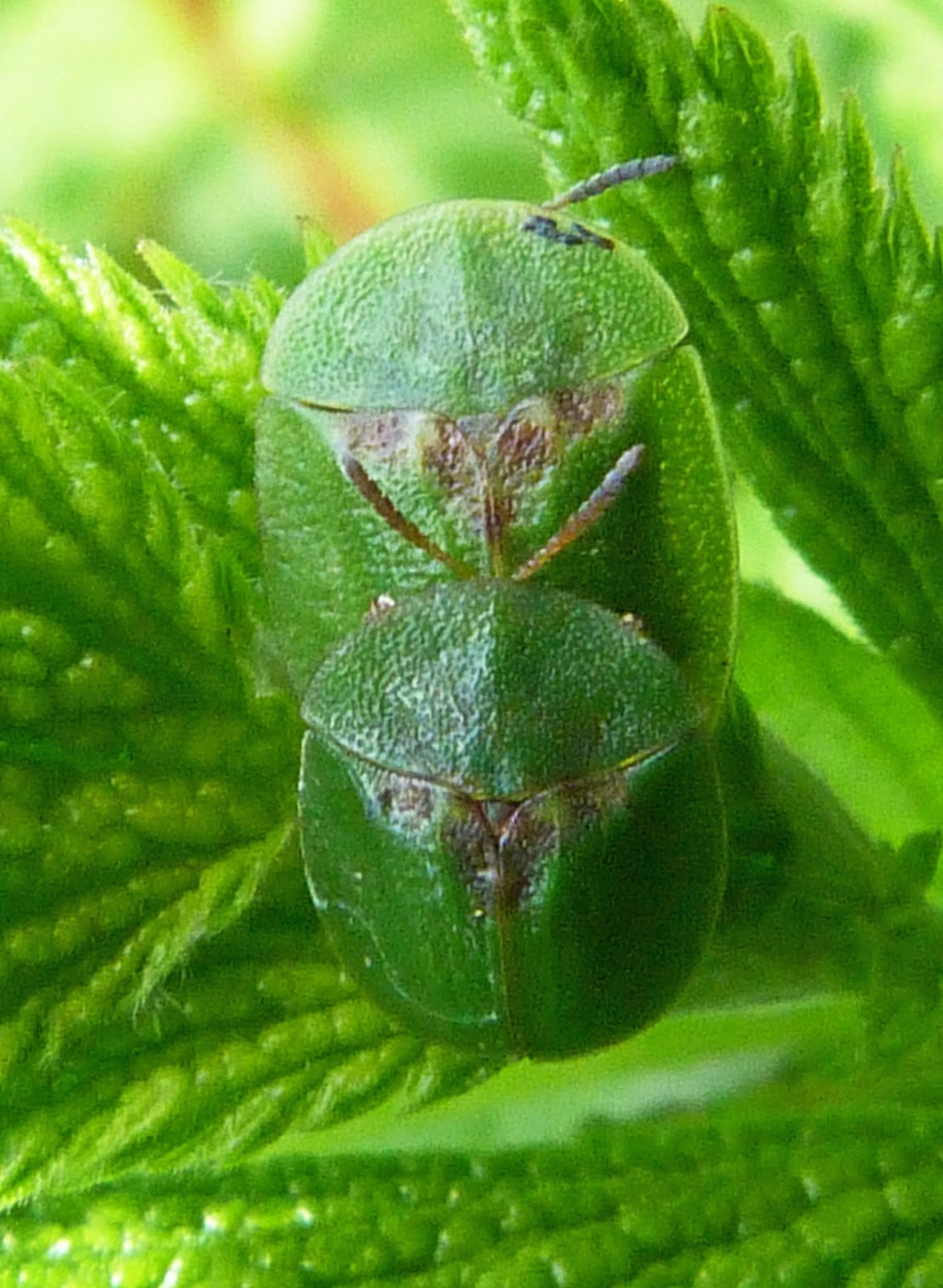 Insects of Scotland: Other Beetles