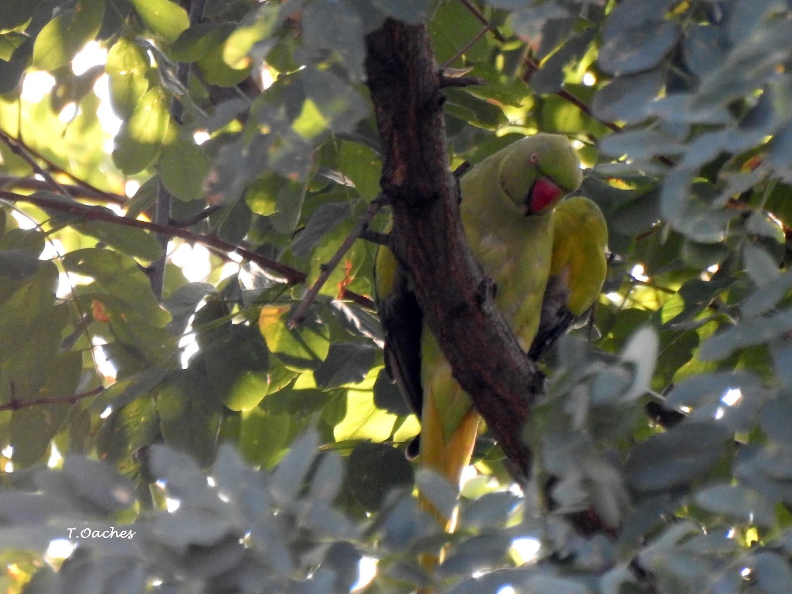 PASARI DIN ROMANIA: PAPAGALUL MICUL ALEXANDER, Psittacula krameri (in ...