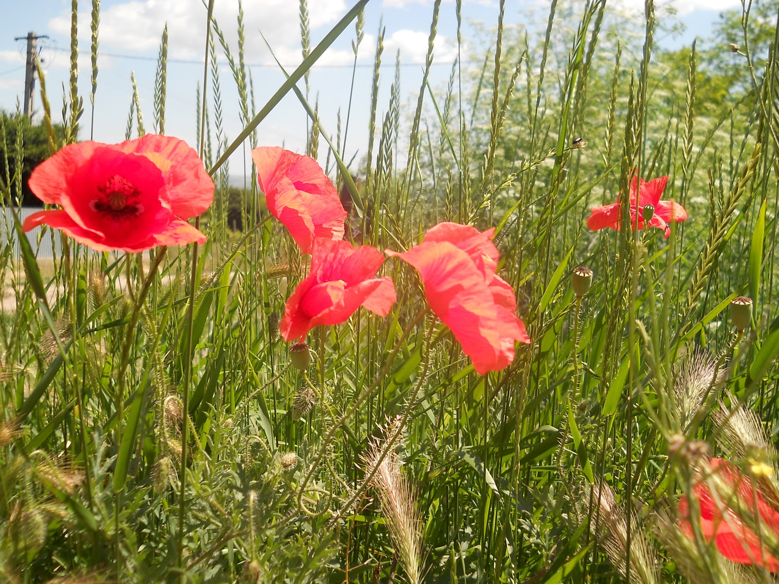 Vorbind în liniște: Flori de mac