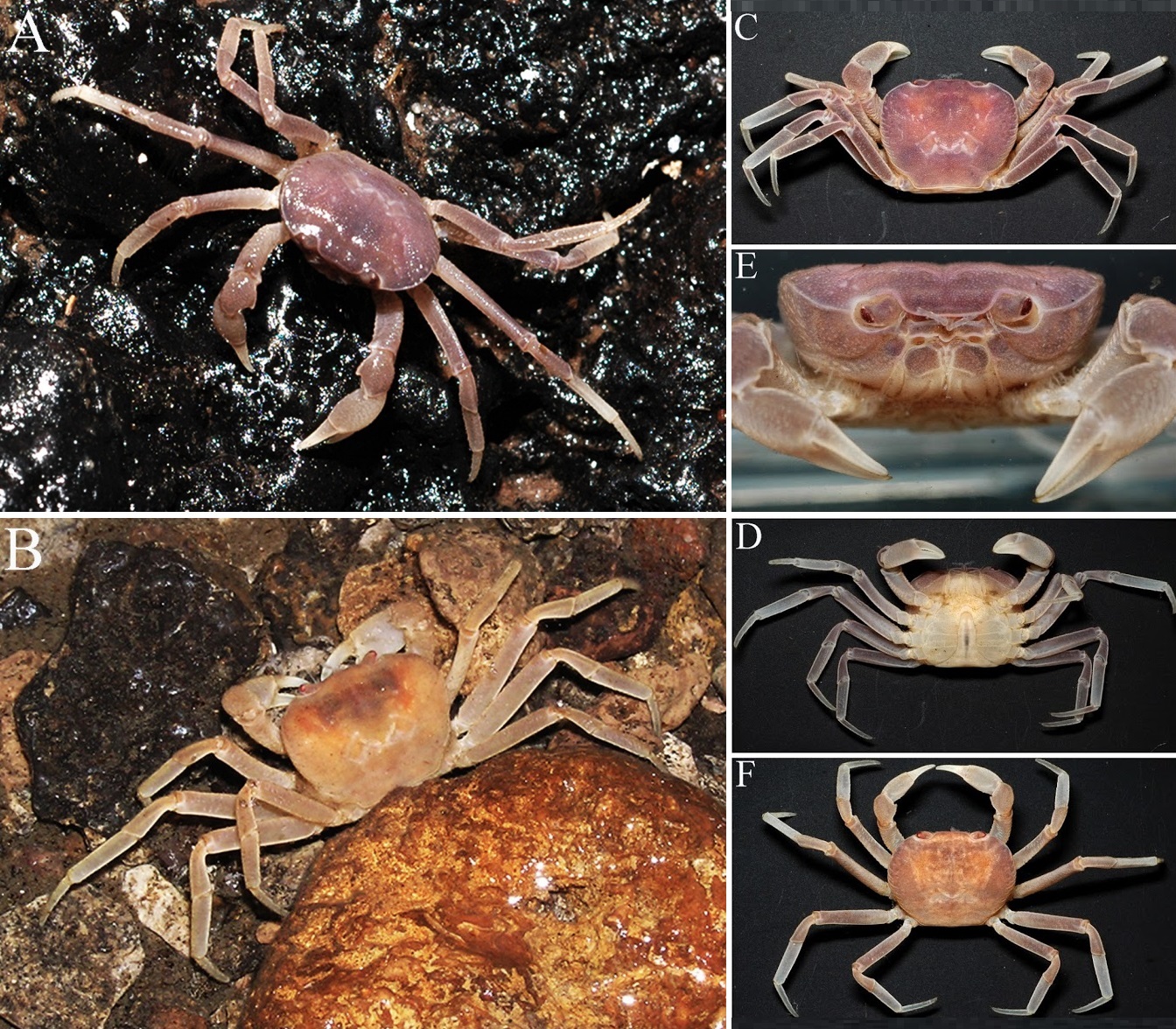 Species New to Science: [Crustacea • 2021] Arachnothelphusa sarang • A ...