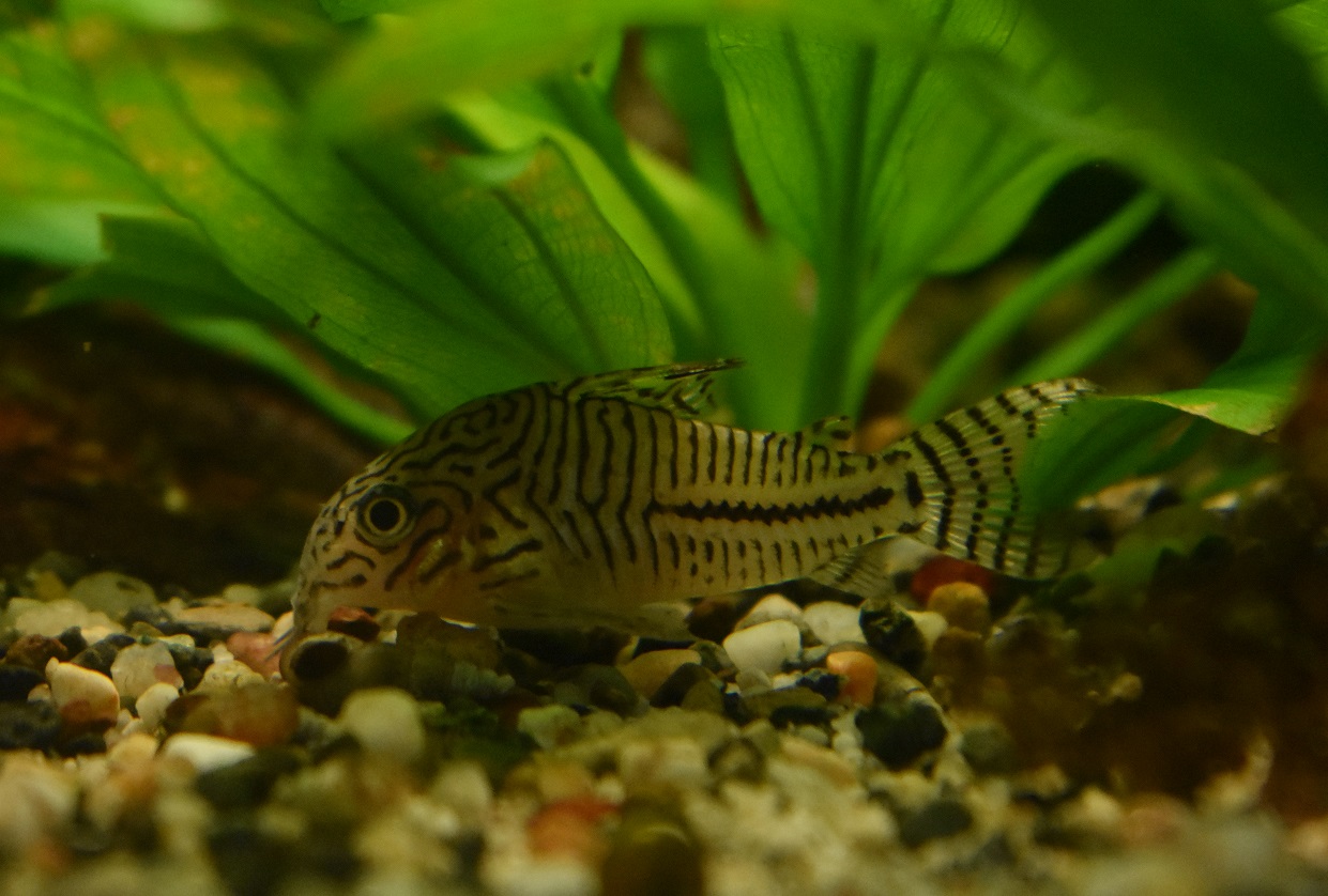 ZOOTOGRAFIANDO (6.096 ANIMALS): CORIDORA LEOPARDO DE JULI / JULII ...