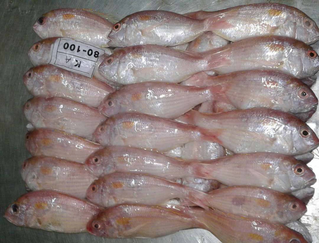 Frozen Threadfin Bream Fish