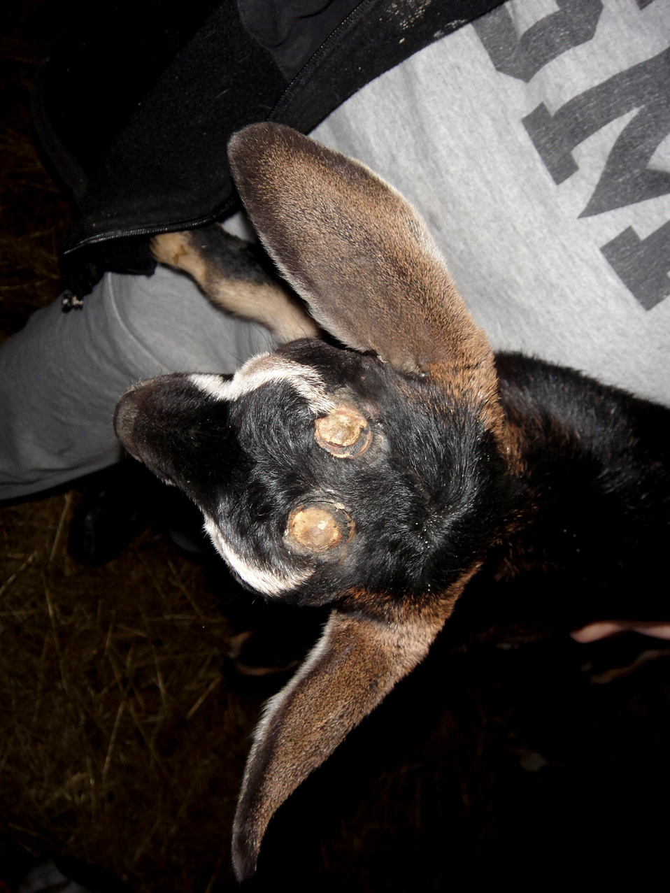 How to Properly Disbud a Goat kid and why you should do it