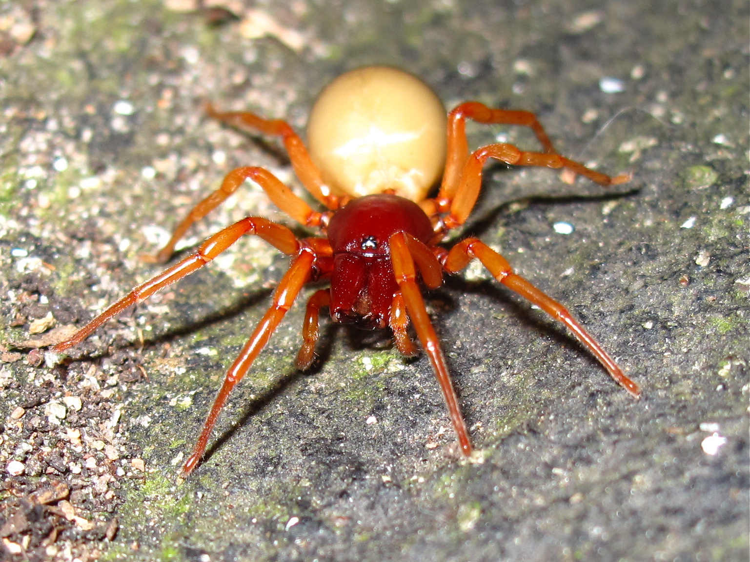 BugBlog: Dysderidae: Woodlouse hunters