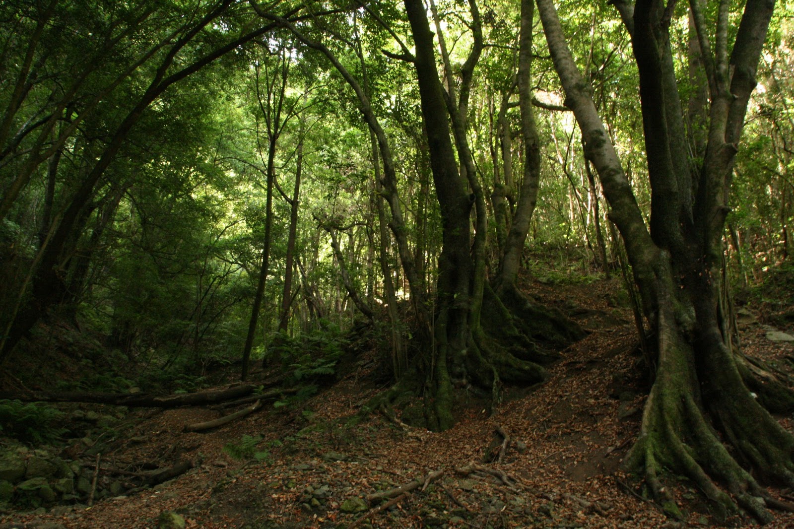 Paisatges i Jardins Landscapes and Gardens: El Bosc de Los Tiles - La ...