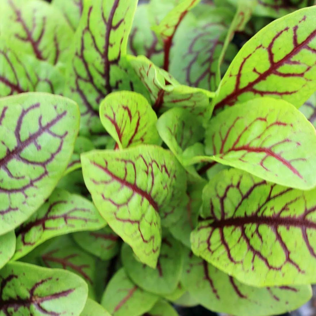 Rey de las Plantas: Rumex sanguineus - Rumex acetosa - Acedera