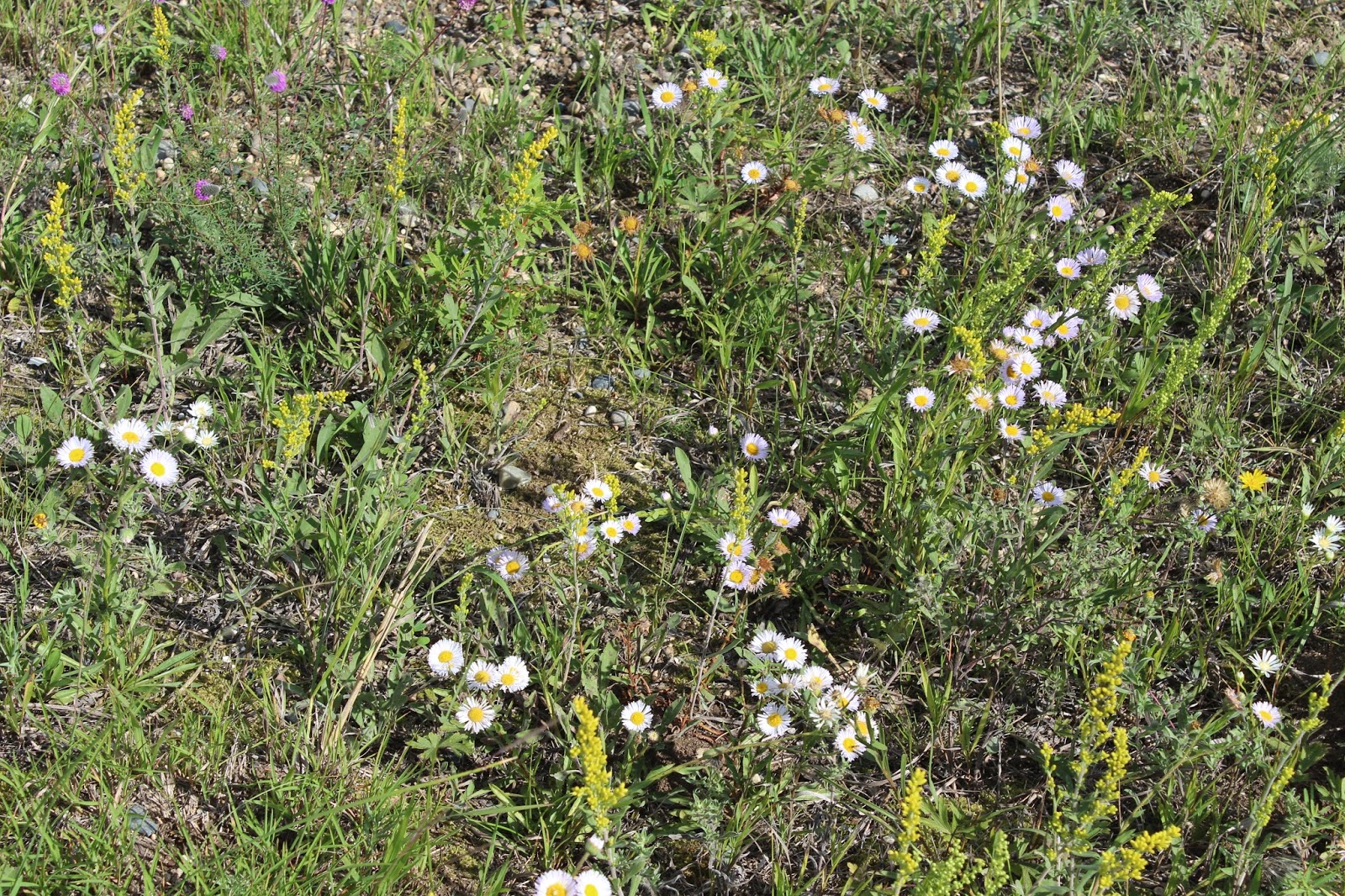 Living Our Lives Well: Manitoba Wild Flowers