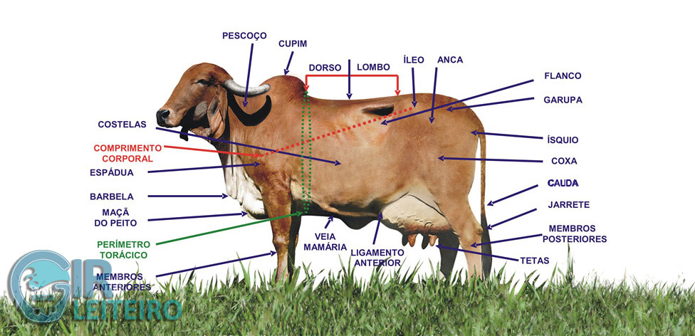 Zootecnia é 10: Fevereiro 2012